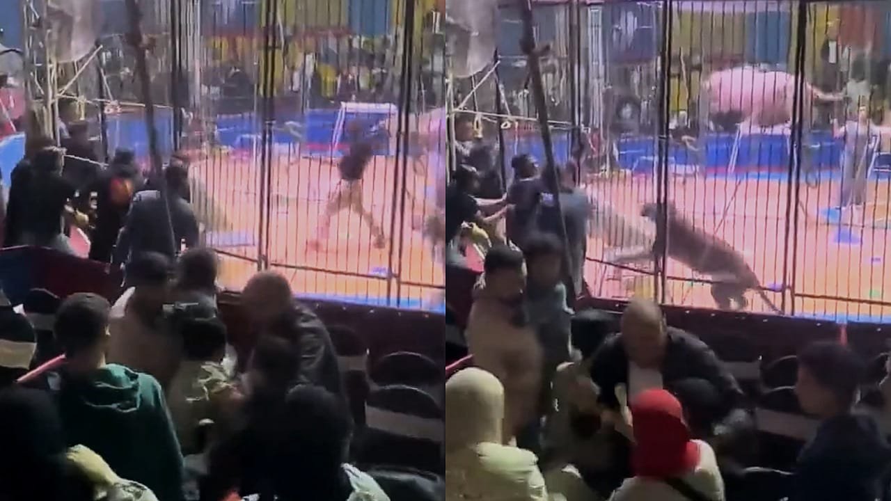 Circus Worker Loses Arm After Feline Attack at Circus in Tanta ...